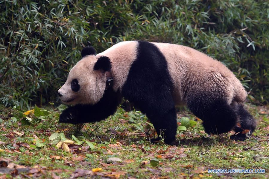 Exclusiva de China: China libera a pandas gigantes en hábitat natural ...