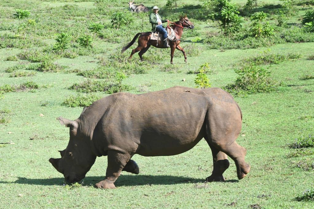 ESPECIAL: Crece familia de rinocerontes blancos en mayor zoológico de ...