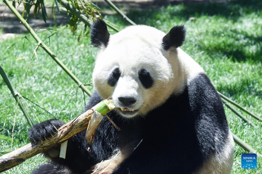 ESPECIAL: Nueva pareja de pandas gigantes de China hace su primera ...