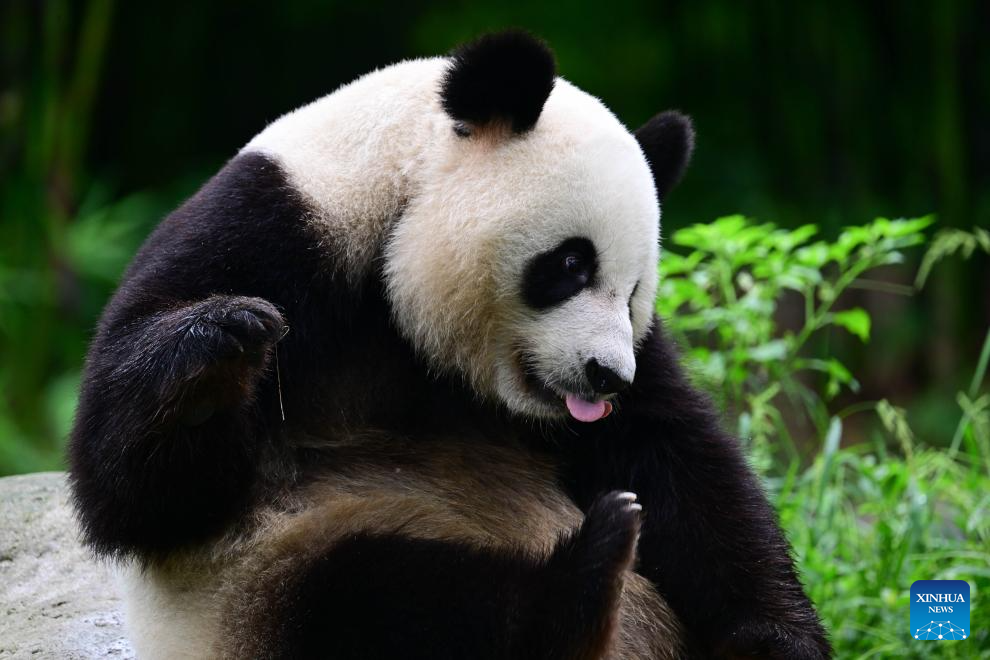 Dos pandas gigantes parten hacia Hong Kong | Spanish.xinhuanet.com