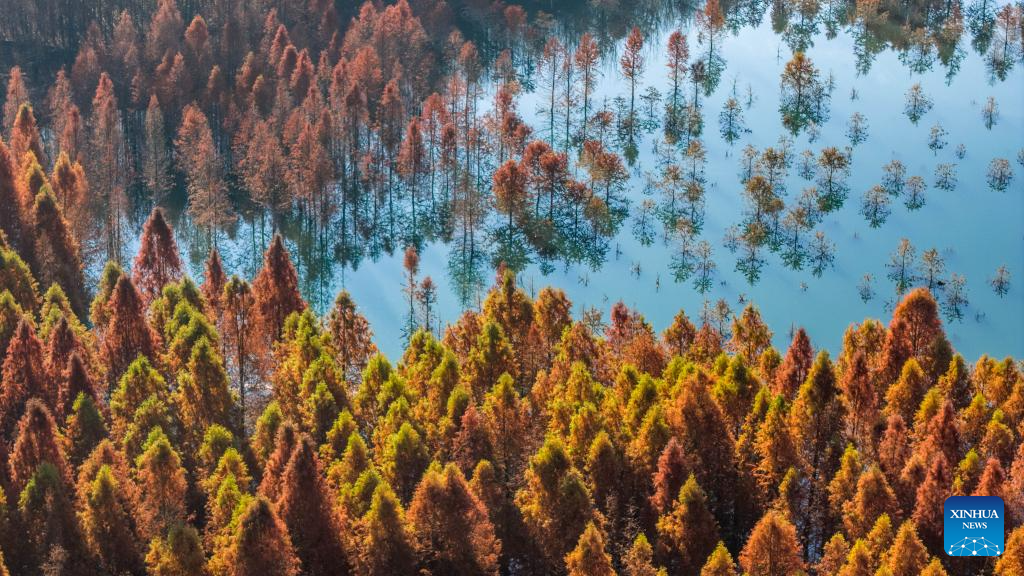 Humedal de secuoya del amanecer en Kunming, Yunnan | Spanish.xinhuanet.com