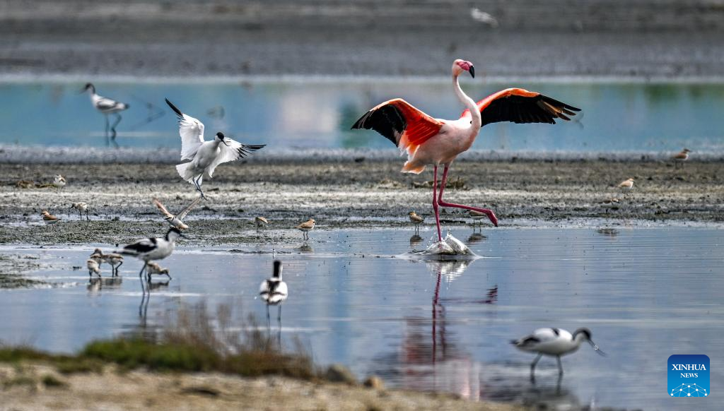 Humedal del Lago Salado de Yuncheng se convierte en un paraíso para ...