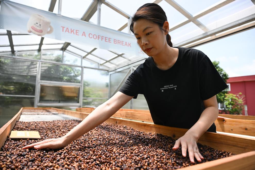 Jiangmen ha desarrollado desde cero una notable industria cafetera ...