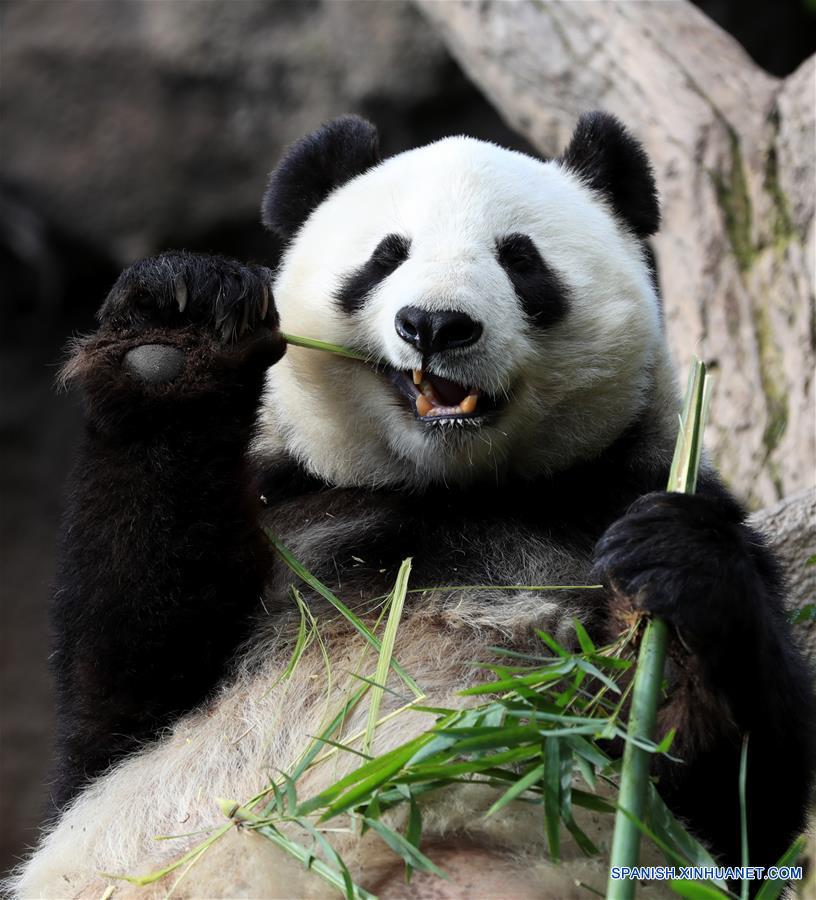 Zoológico de San Diego despide a dos pandas gigantes - CHINA-AMÉRICA ...