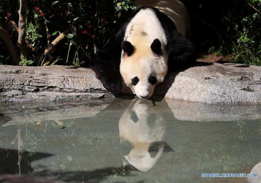 Zoológico de San Diego despide a dos pandas gigantes - CHINA-AMÉRICA ...