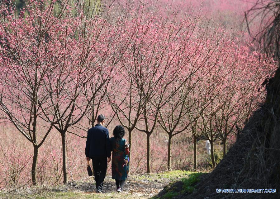 Los árboles de cerezo florecen en Hangzhou - CHINA-AMÉRICA DEL NORTE ...