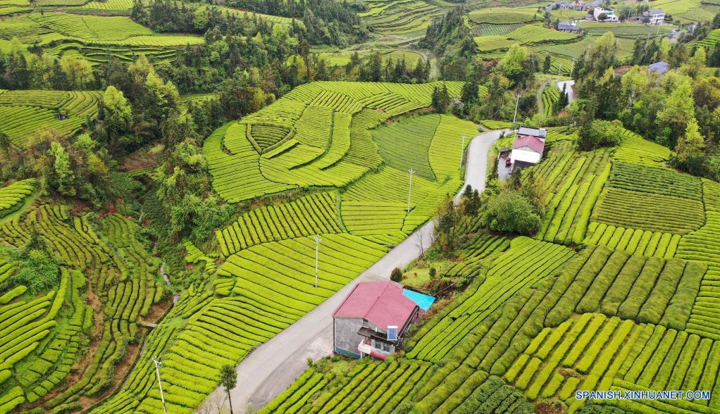 Jardines de té en Enshi, Hubei - CHINA-AMÉRICA DEL NORTE_Xinhua Español