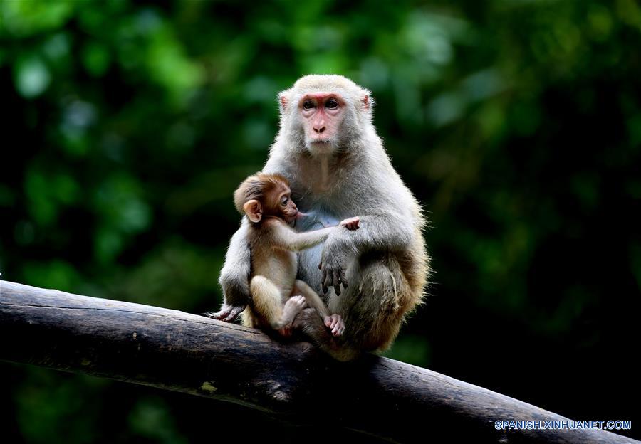 Mono hembra y su bebé en Jardines Zoológicos en Myanmar | Spanish ...