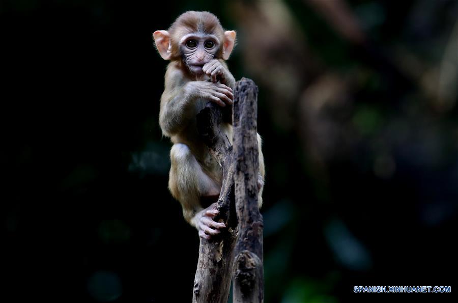 Mono hembra y su bebé en Jardines Zoológicos en Myanmar | Spanish ...